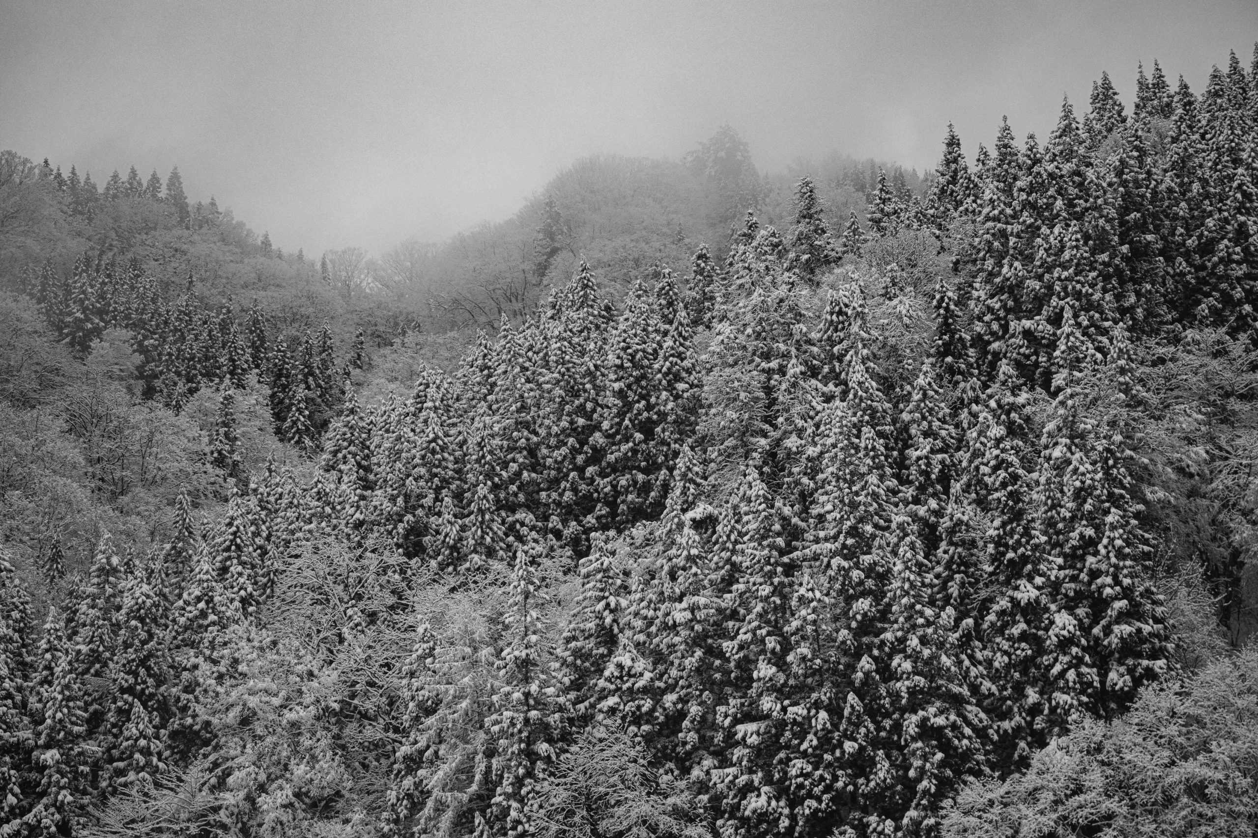 Tanuki Temple - Snow Machine Hakuba, Japan